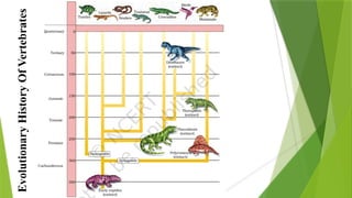 PROTOTHERIA AND AFFINITIES OF PROTOTHERIA | PPTX