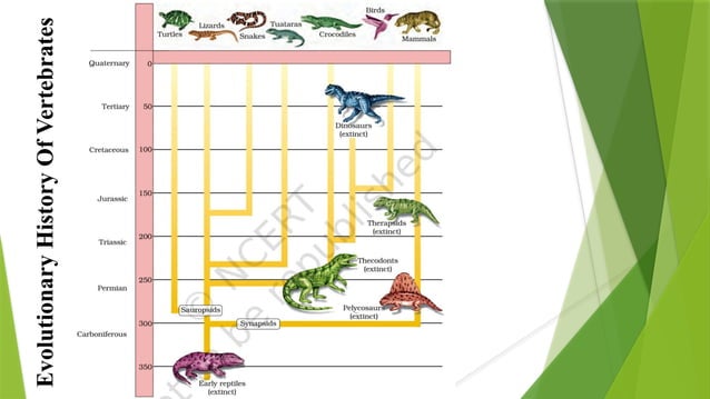 PROTOTHERIA AND AFFINITIES OF PROTOTHERIA | PPTX