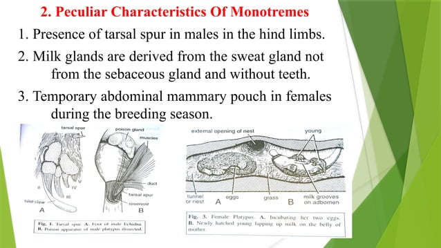 PROTOTHERIA AND AFFINITIES OF PROTOTHERIA | PPTX