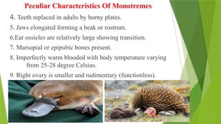 PROTOTHERIA AND AFFINITIES OF PROTOTHERIA | PPTX