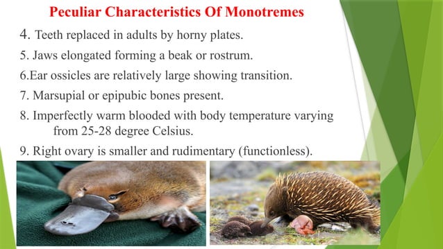 PROTOTHERIA AND AFFINITIES OF PROTOTHERIA | PPTX