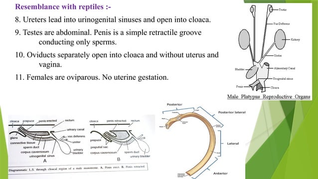 PROTOTHERIA AND AFFINITIES OF PROTOTHERIA | PPTX