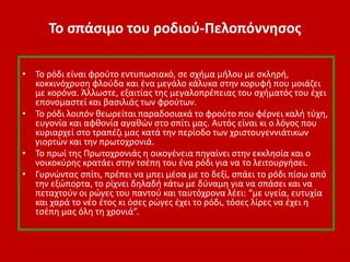 Πρωτοχρονιάτικα Έθιμα | PPTX