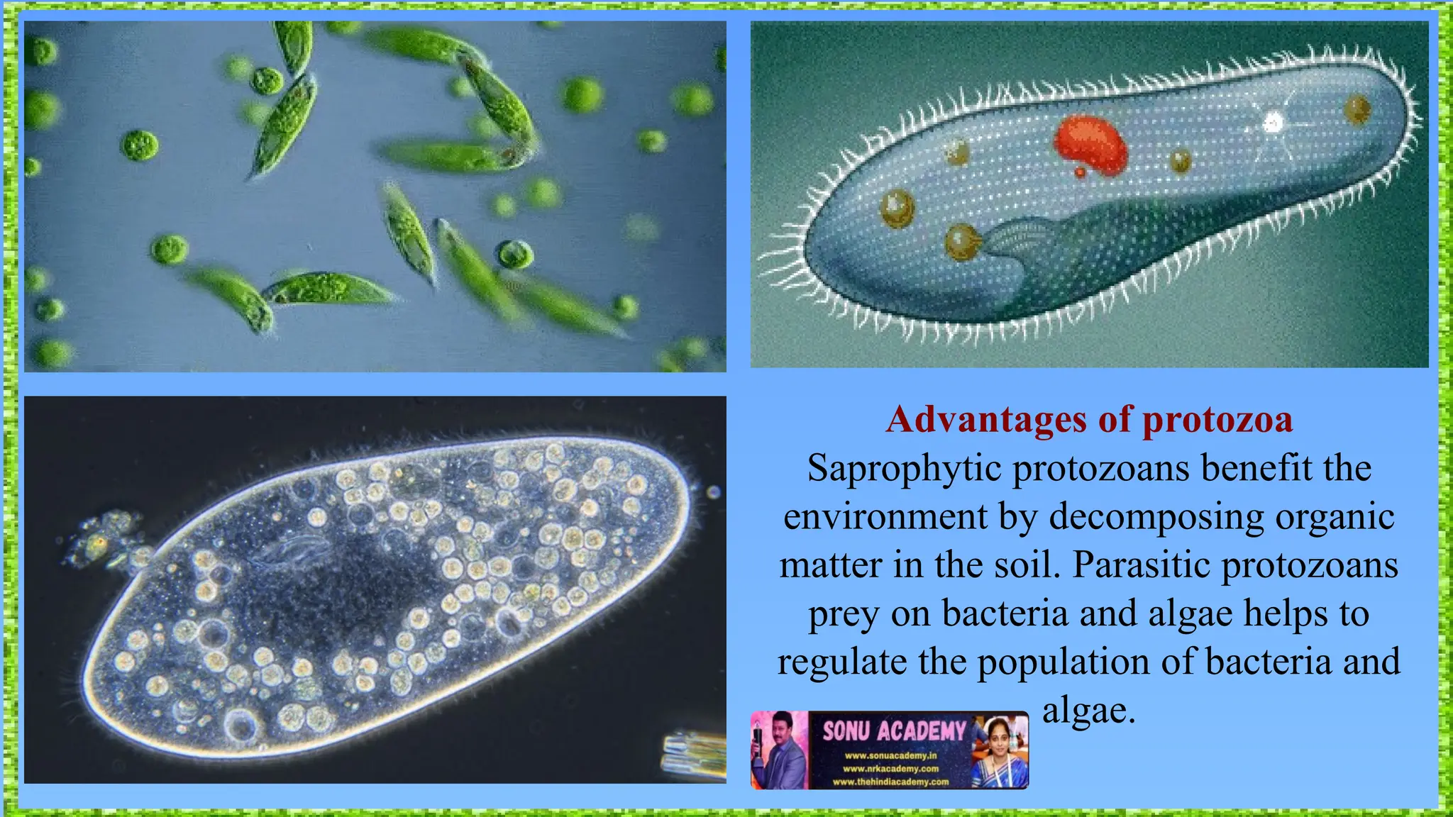 Microorganisms: Friend and Foe –PROTOZOA Chapter-2 Class 8- CBSE | PPTX