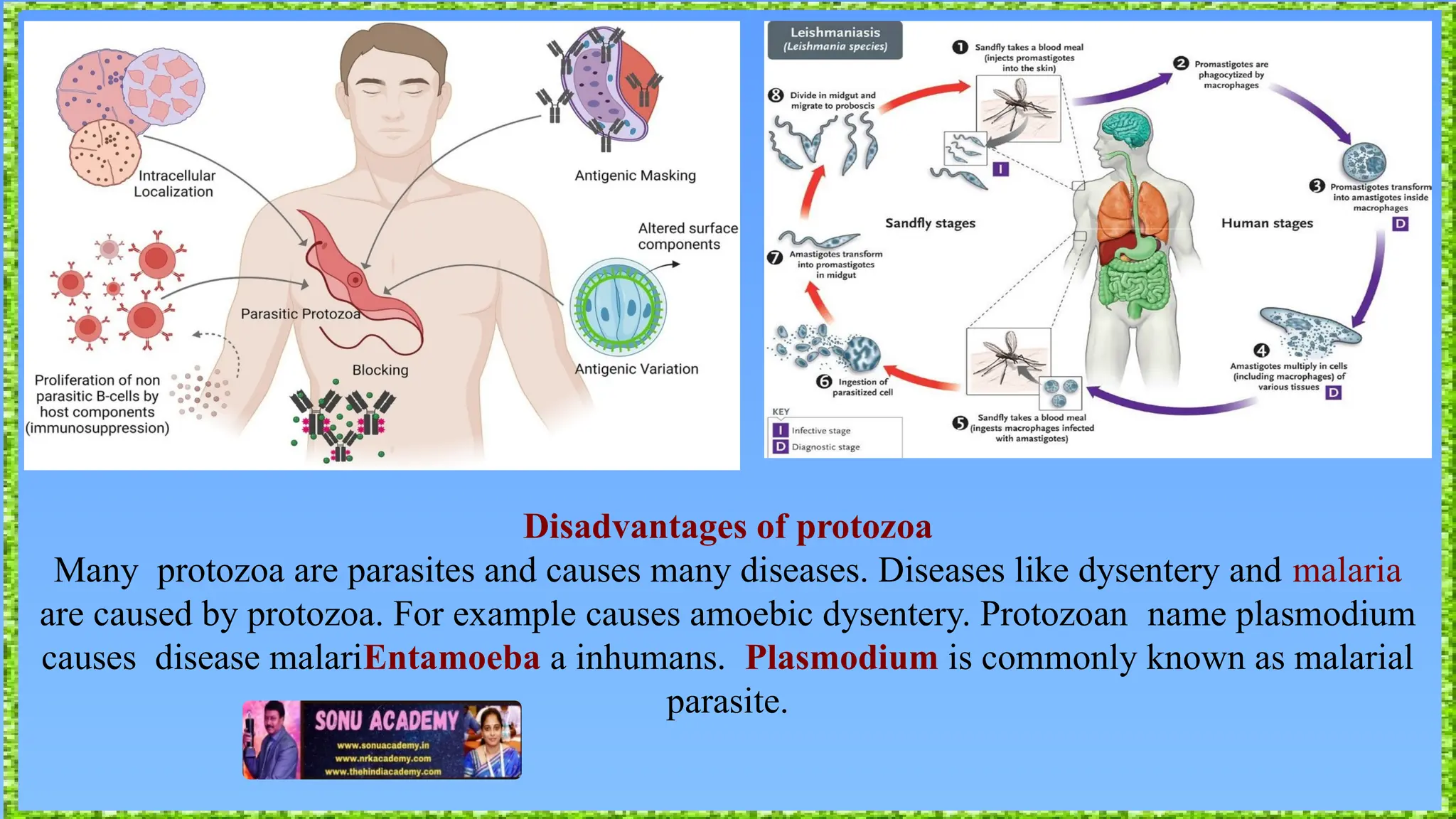 Microorganisms: Friend and Foe –PROTOZOA Chapter-2 Class 8- CBSE | PPTX