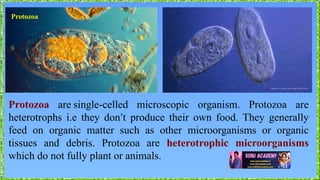 Microorganisms: Friend and Foe –PROTOZOA Chapter-2 Class 8- CBSE | PPTX