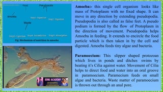 Microorganisms: Friend and Foe –PROTOZOA Chapter-2 Class 8- CBSE | PPTX