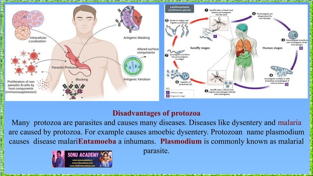 Microorganisms: Friend and Foe –PROTOZOA Chapter-2 Class 8- CBSE | PPTX