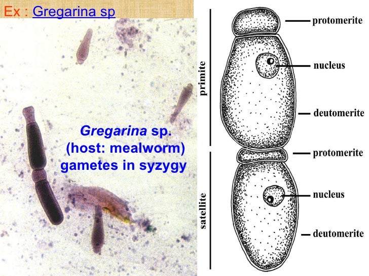 Protozoa