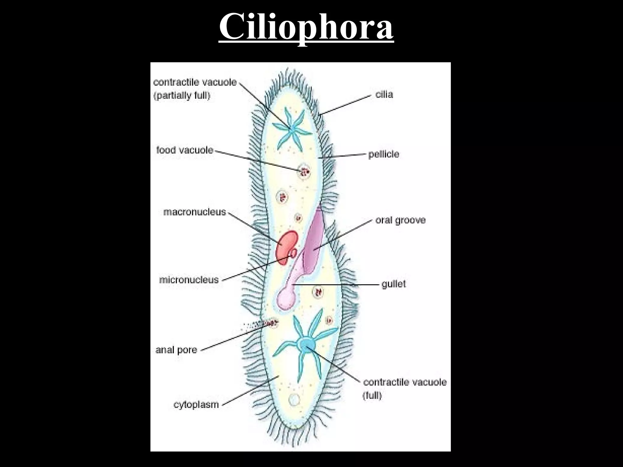 Protozoa | PPT
