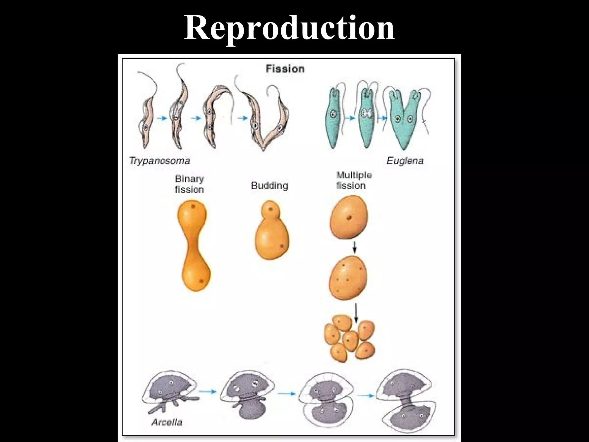 Protozoa | PPT