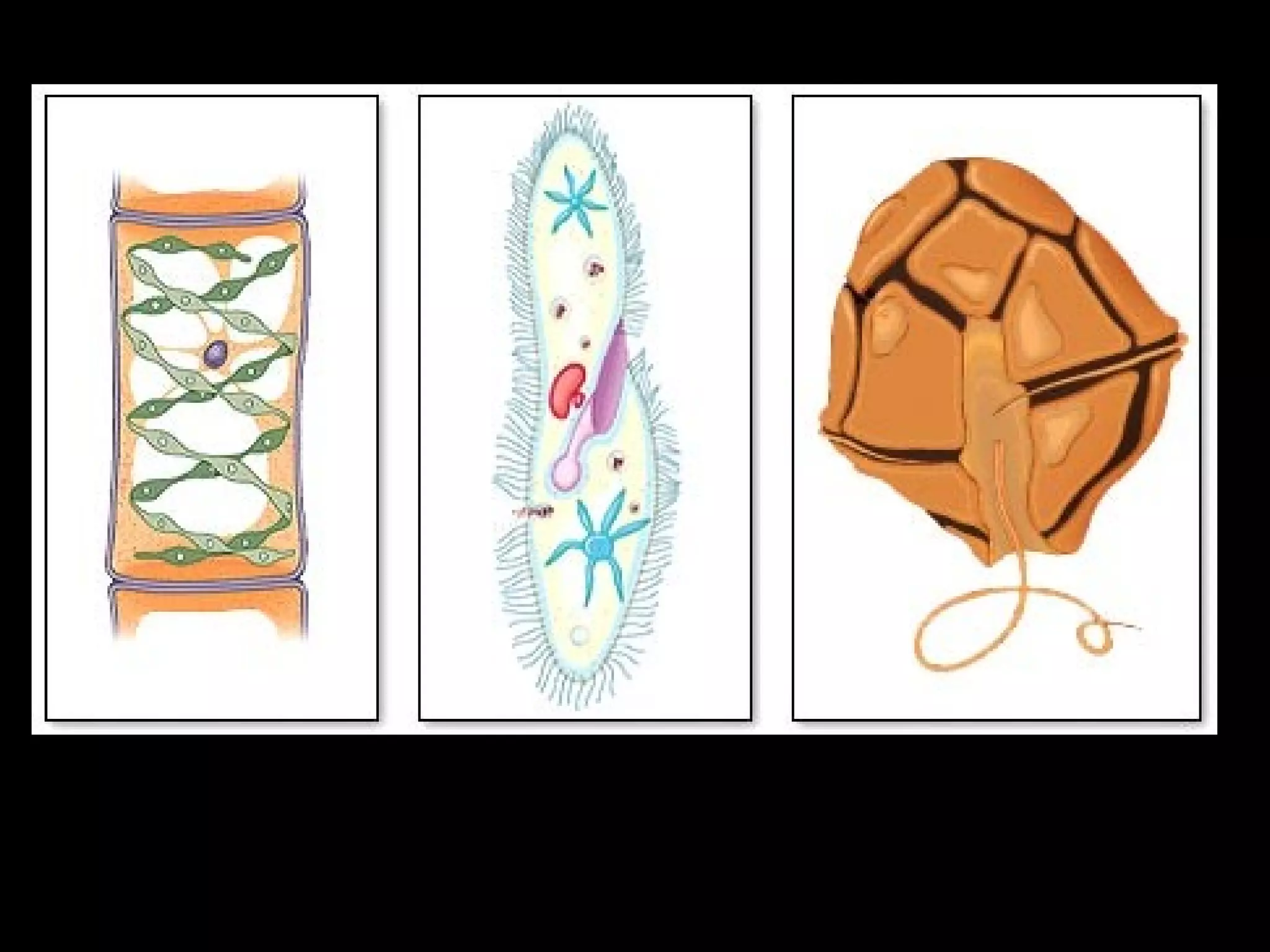 Protozoa | PPT