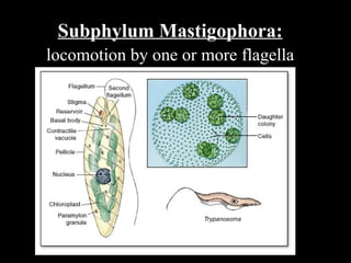 Protozoa | PPT