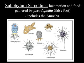 Protozoa | PPT