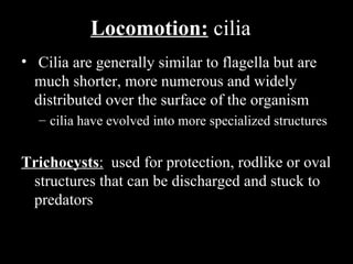 Protozoa | PPT