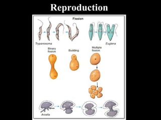 Protozoa | PPT