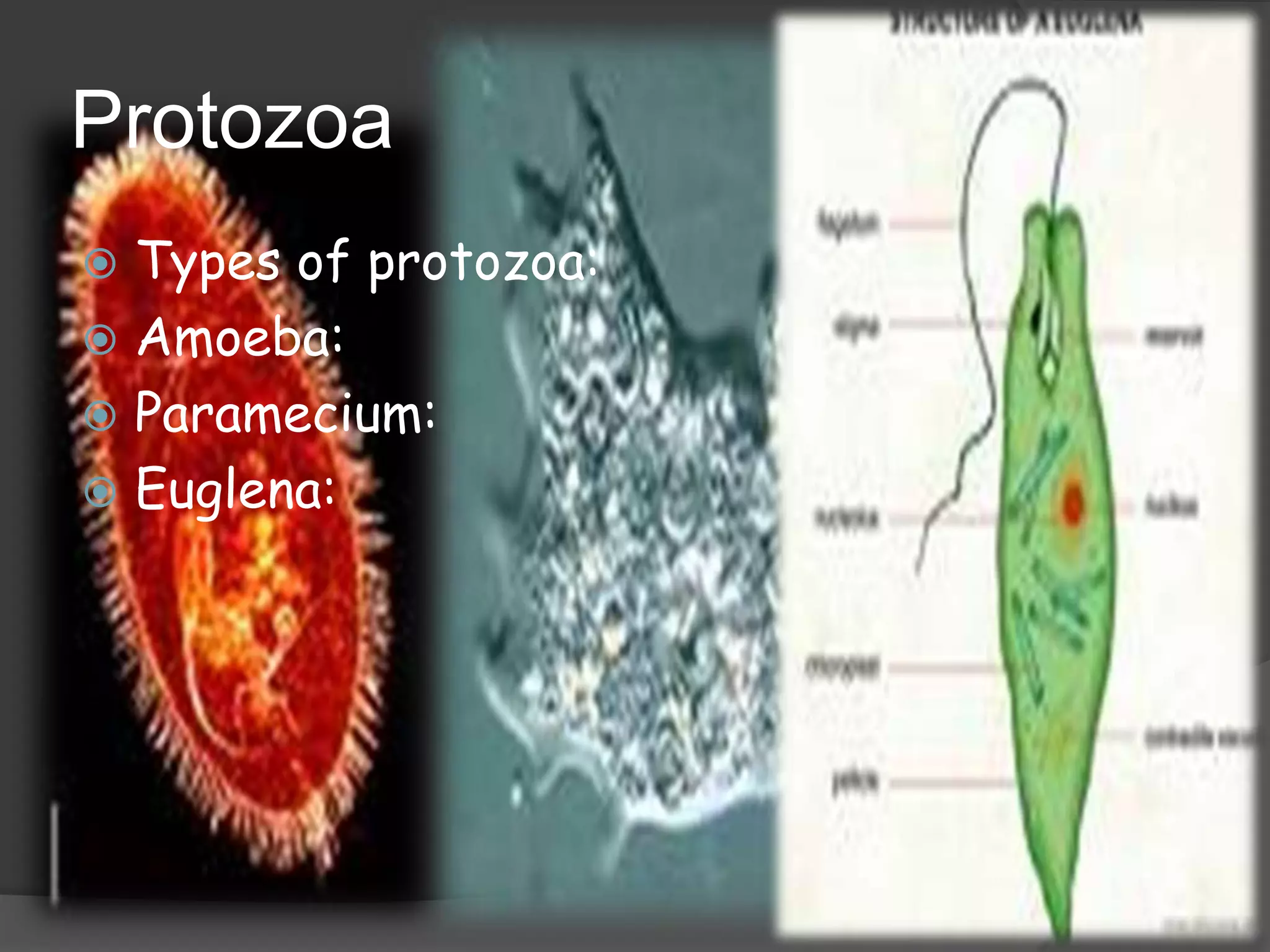 Protozoa | PPTX