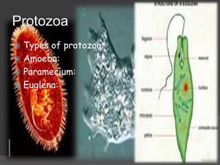 Protozoa | PPT