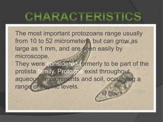 Protozoa | PPT