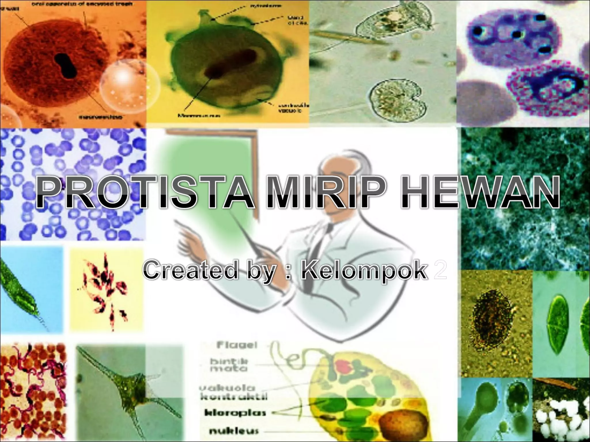 Protozoa | PPT