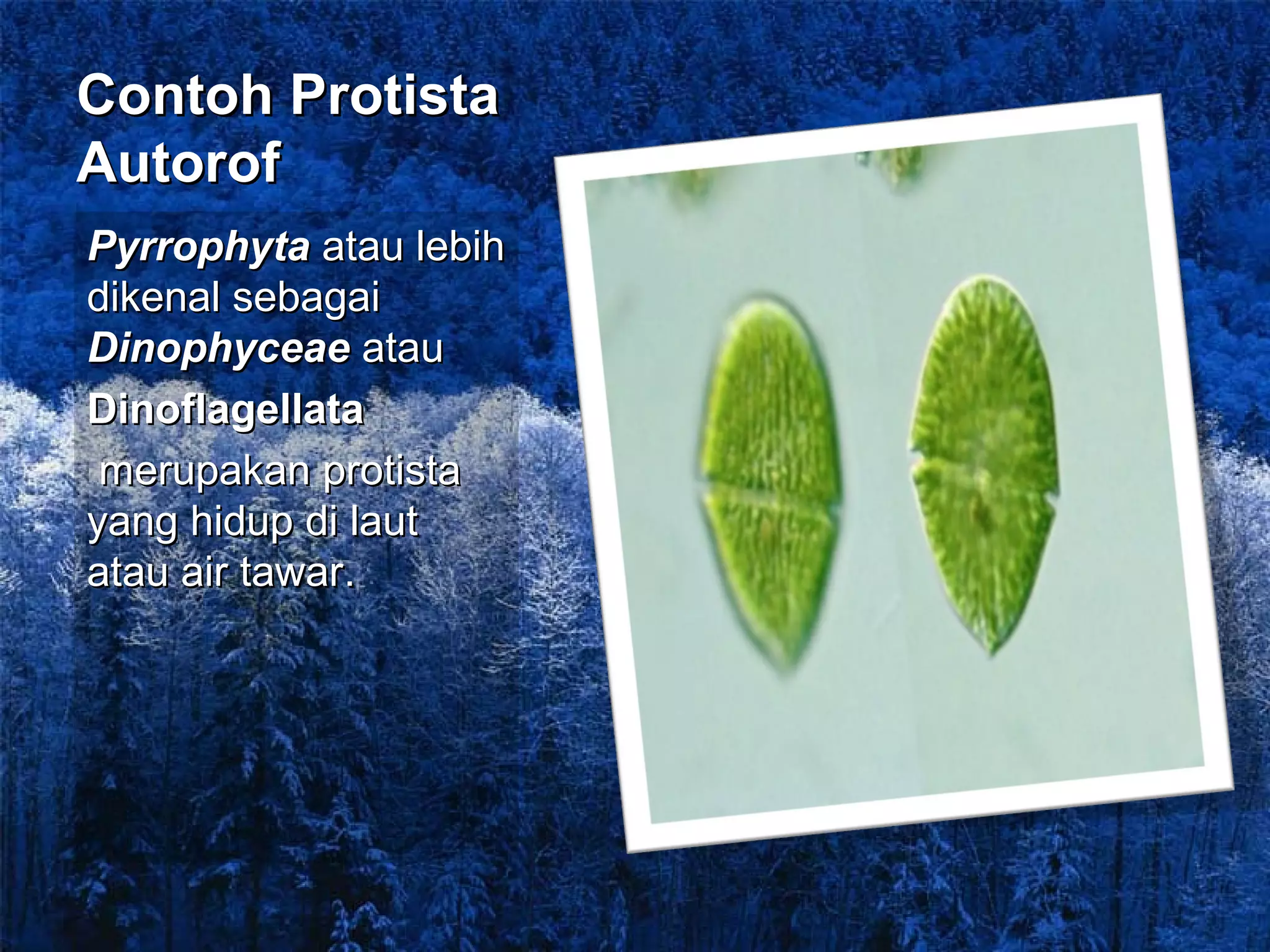 Protozoa | PPT