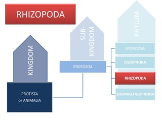 Protozoa | PPTX