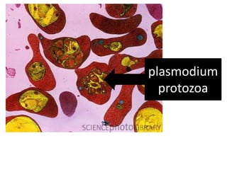 Protozoa | PPTX