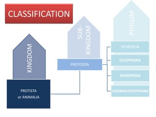 Protozoa | PPTX