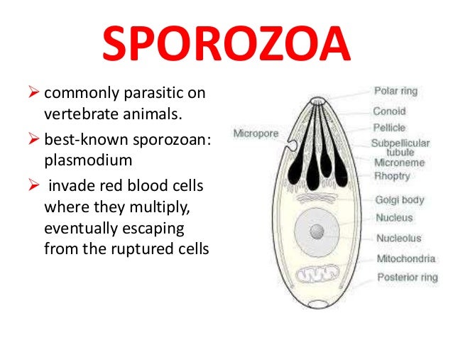 Protozoa