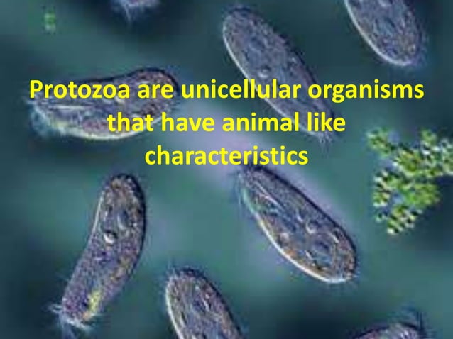 Protozoa | PPTX