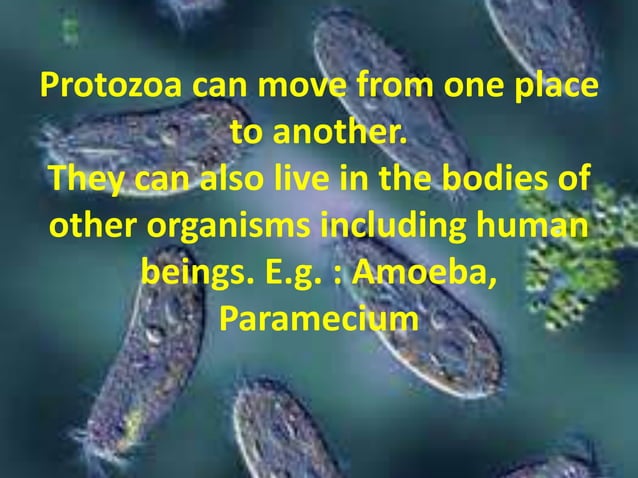 Protozoa | PPTX