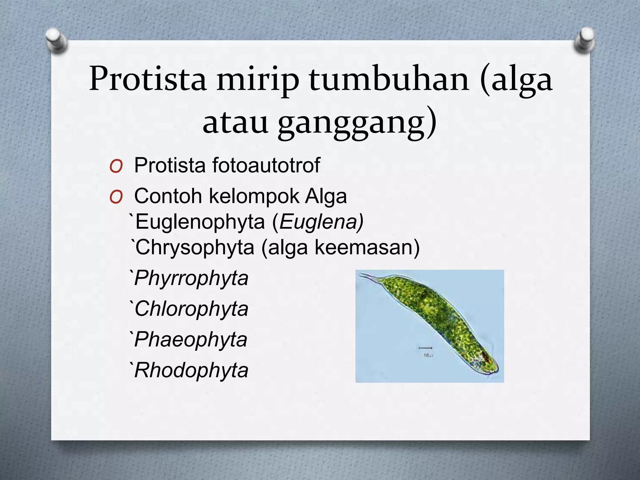 Protista (protozoa,alga,jamur protista) | PPTX