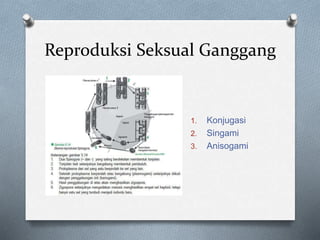 Protista (protozoa,alga,jamur protista) | PPT