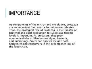Protozoa | PPTX
