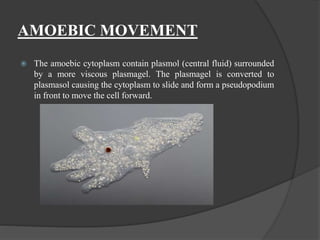 Protozoa over all view. | PPTX
