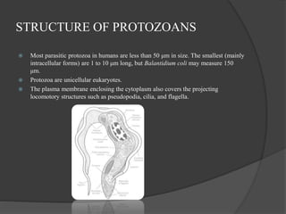 Protozoa over all view. | PPTX