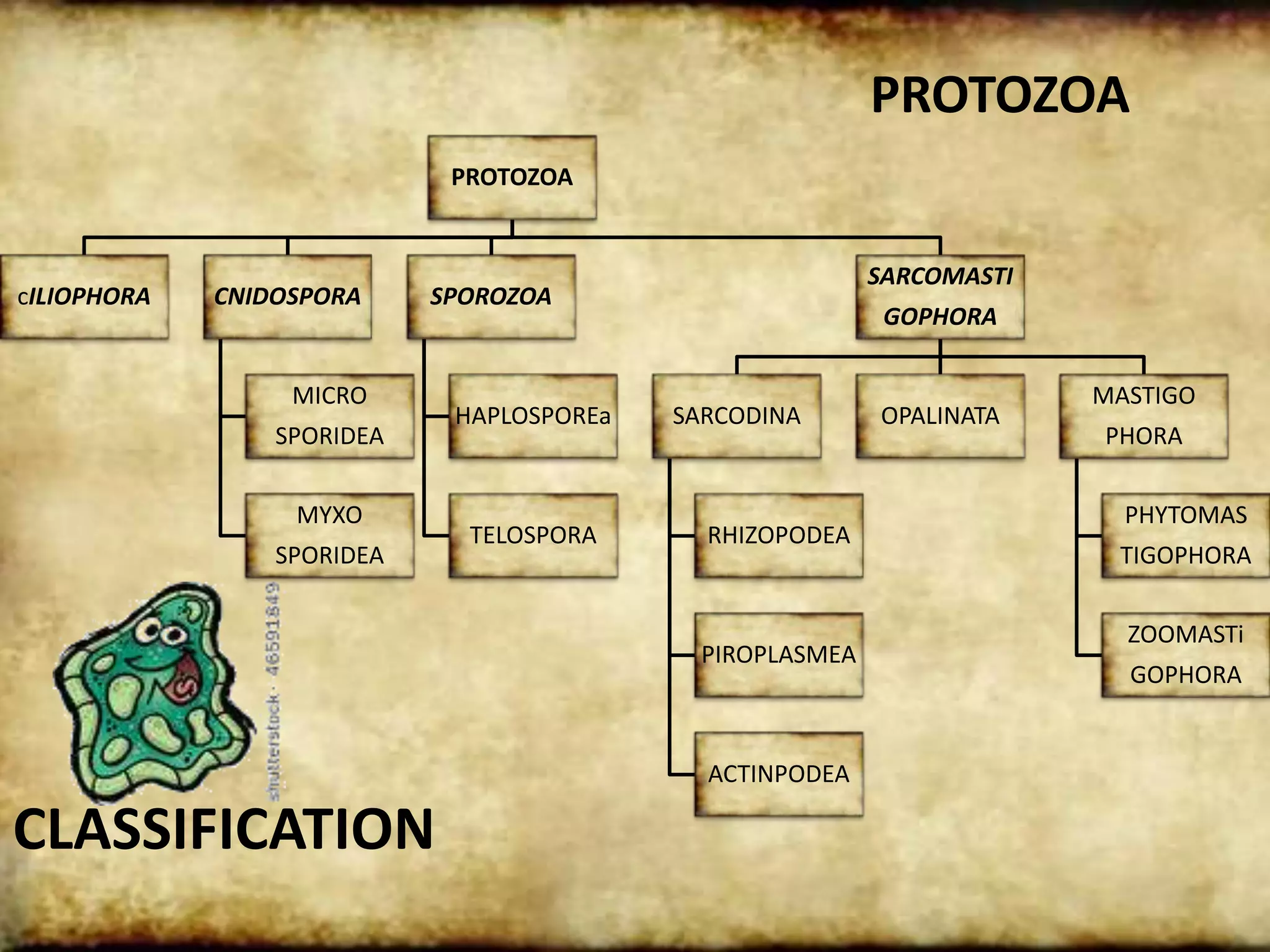 Protozoa | PPTX