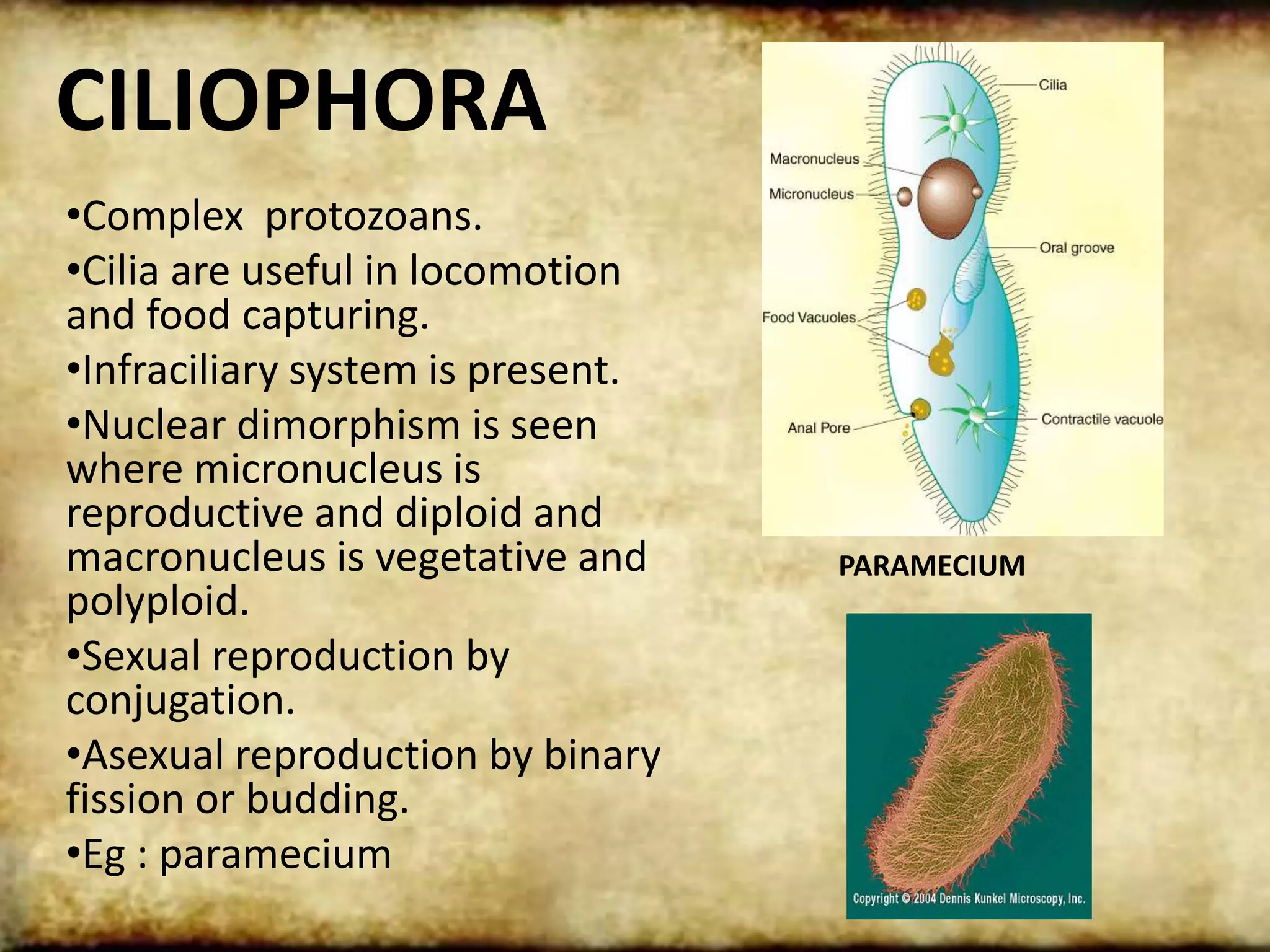 Protozoa | PPTX