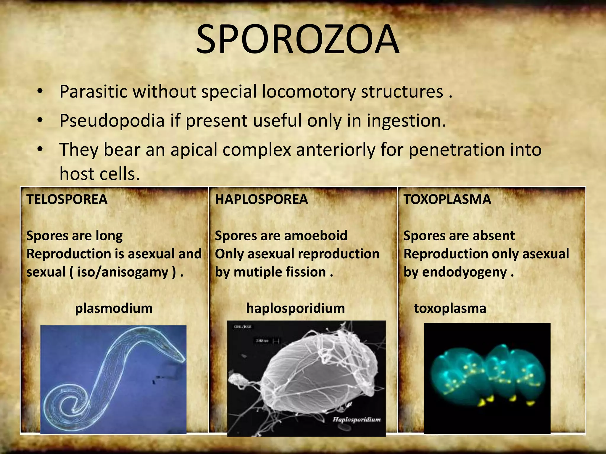Protozoa | PPTX