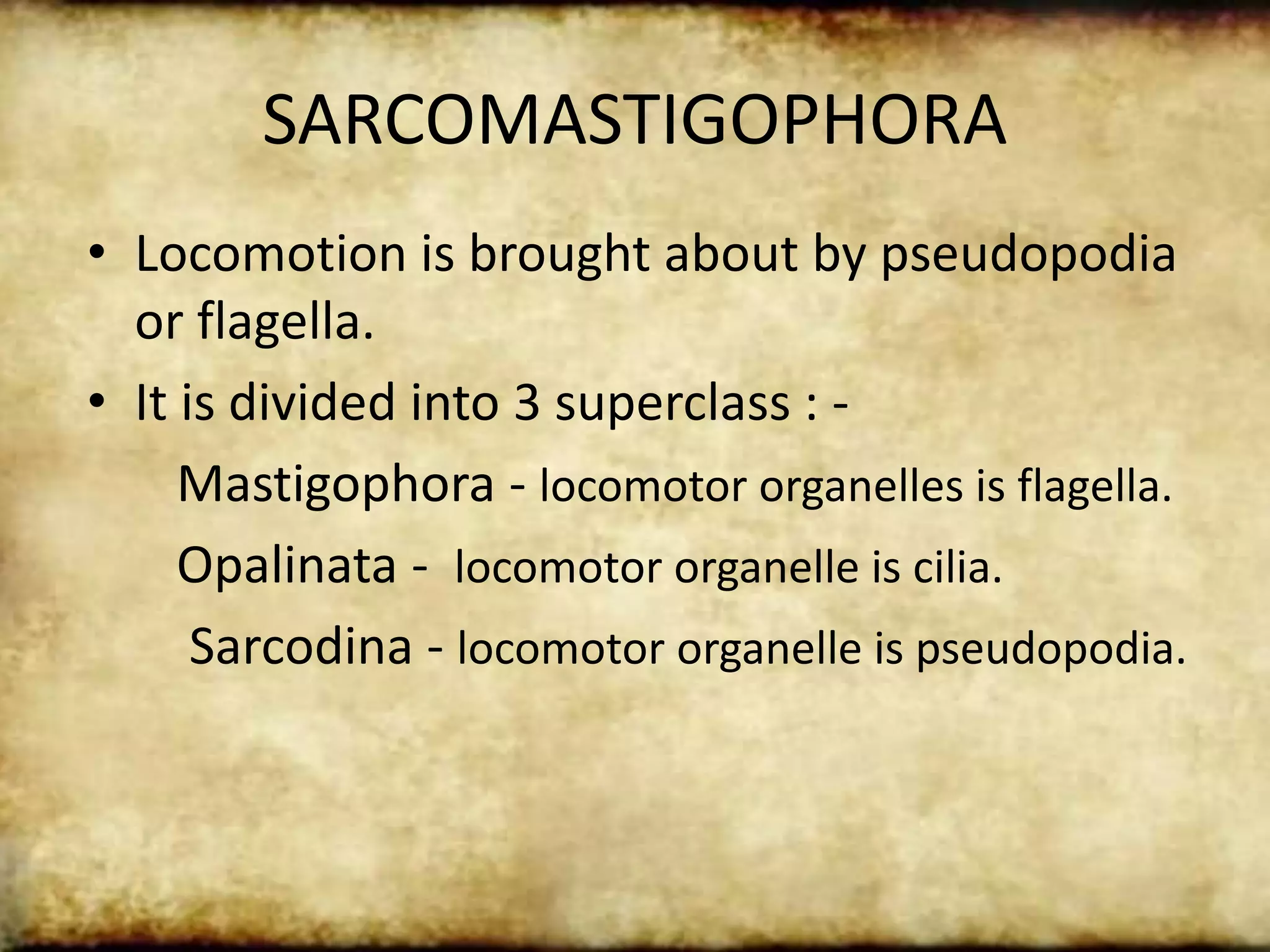 Protozoa | PPTX