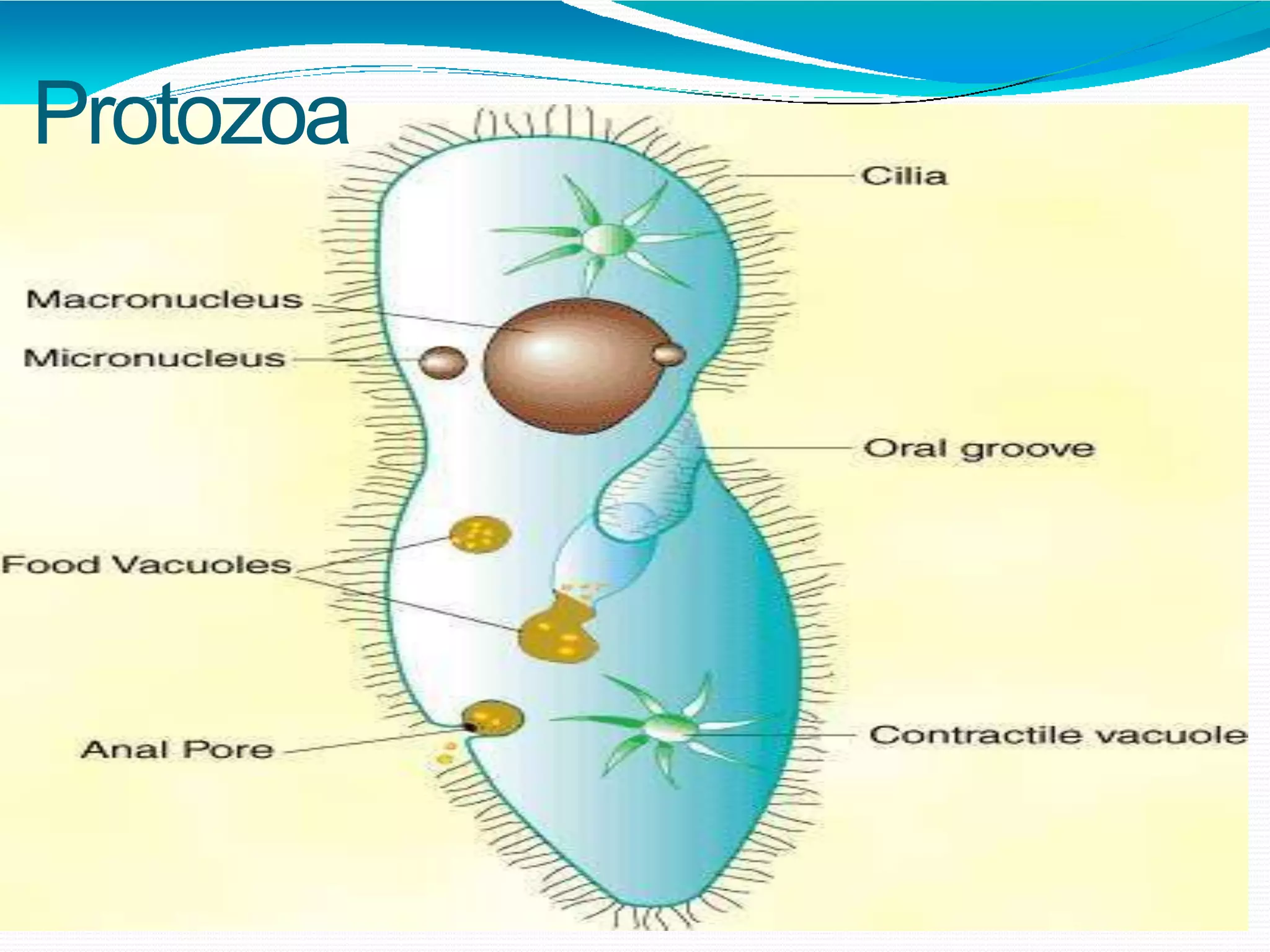 Protozoa | PPTX