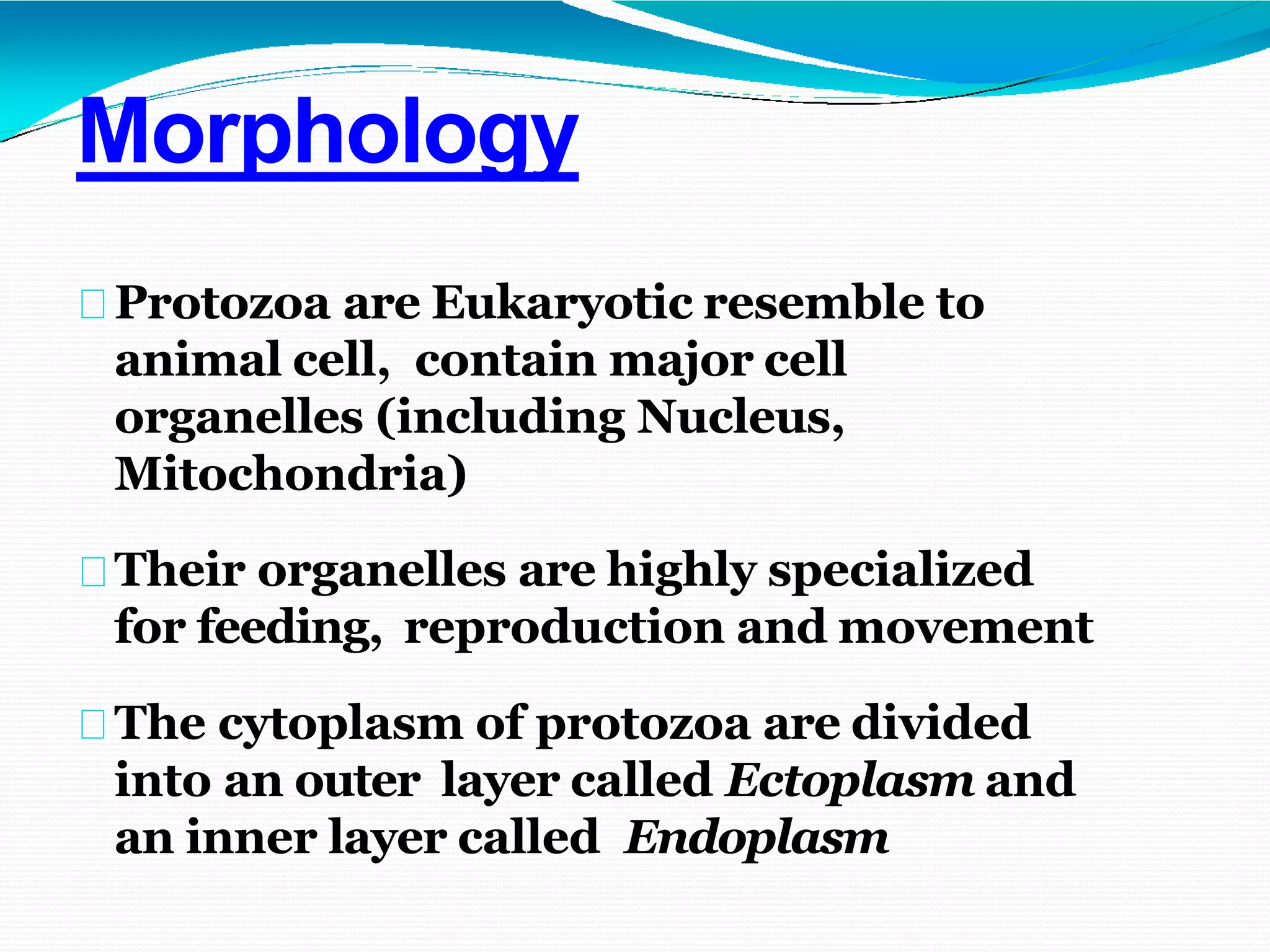 Protozoa | PPTX
