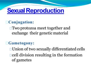 Protozoa | PPTX