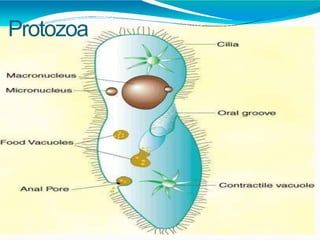 Protozoa | PPTX