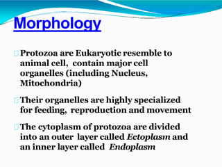 Protozoa | PPTX