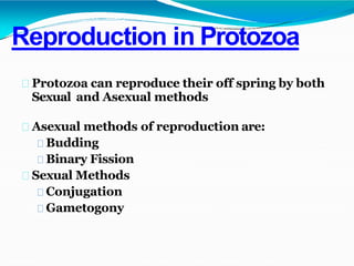 Protozoa | PPTX
