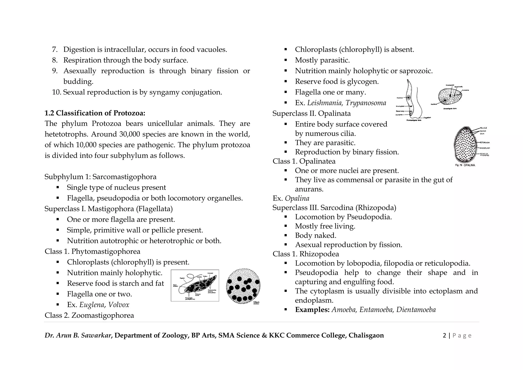 Phylum Protozoa | PDF