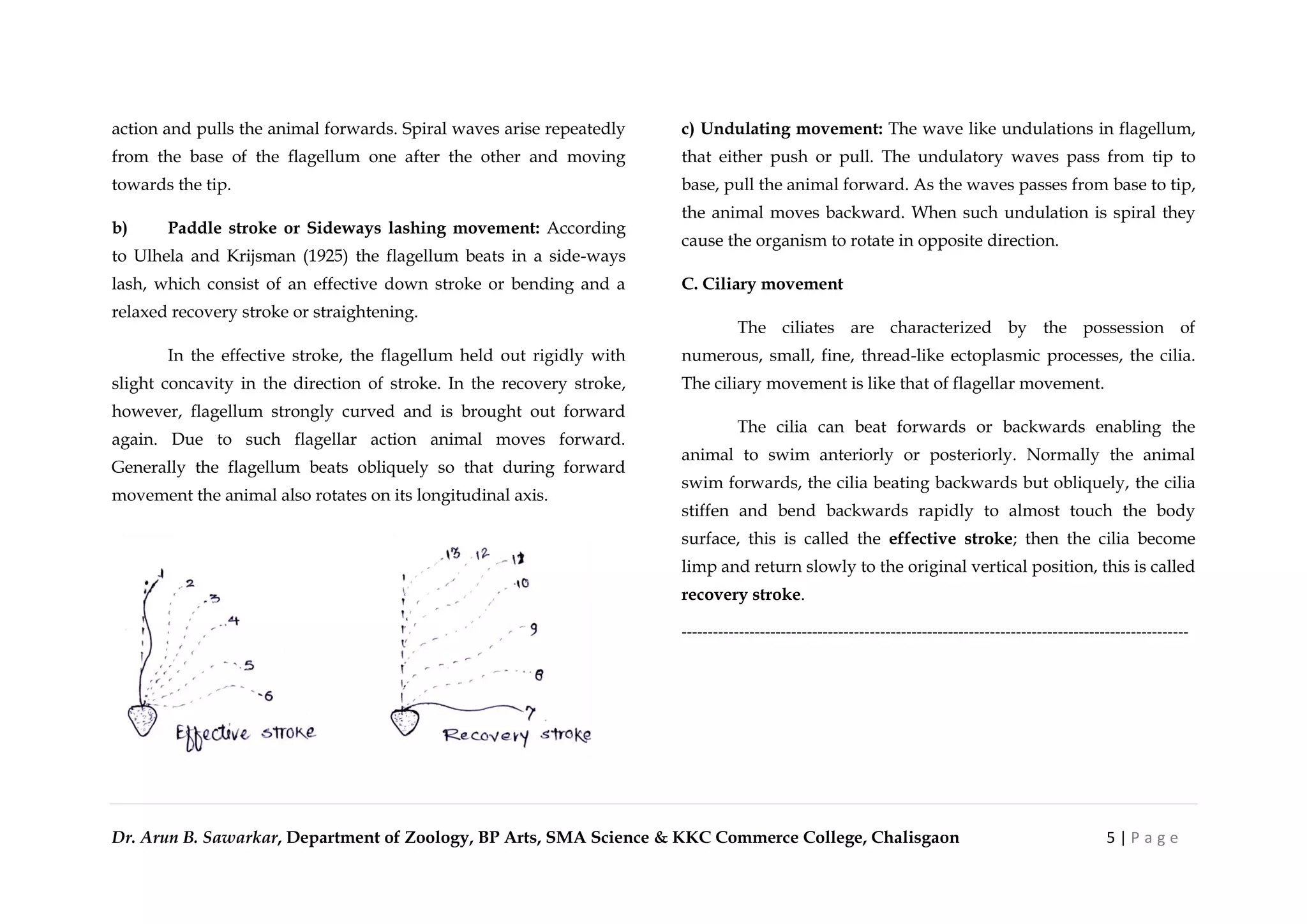 Phylum Protozoa | PDF
