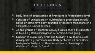 Protozoa | PPTX