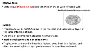 Protozoa - overview & Entamoeba histolytica | PPTX